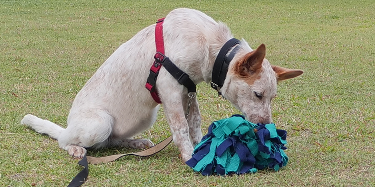 Make Your Pooch This Easy Snuffle Ball | Keep Your Dog Entertained ...