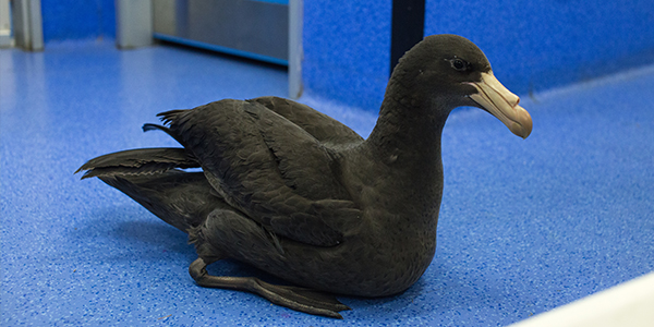 RSPCA Queensland | Animal care advice | Shearwater birds